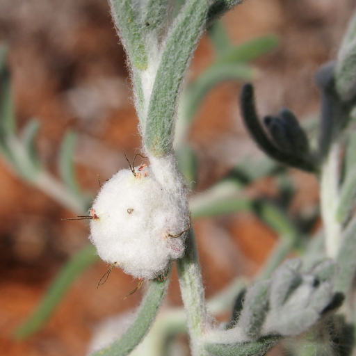 Cannonball Burr (Dissocarpus Paradoxus) Plant Care & How to Grow, Water