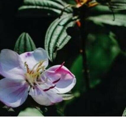 Royal Dissotis (Dissotis Princeps) Plant Care & How to Grow, Water