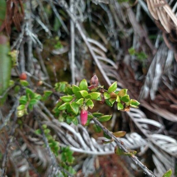 Disterigma Acuminatum Plant Care & How to Grow, Water