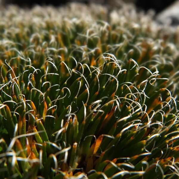 Distichia Filamentosa Plant Care & How to Grow, Water