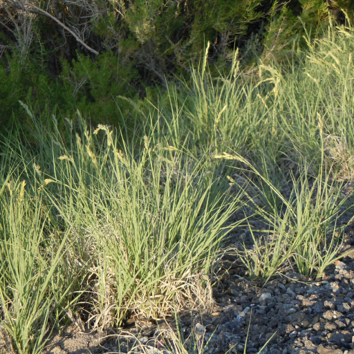 Common Reed (Phragmites Australis) Plant Care & How to Grow, Water