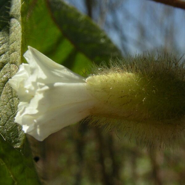 Hairy Woodrose (Distimake Aegyptius) Plant Care & How to Grow, Water