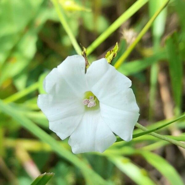 Roadside Woodrose (Distimake Cissoides) Plant Care & How to Grow, Water