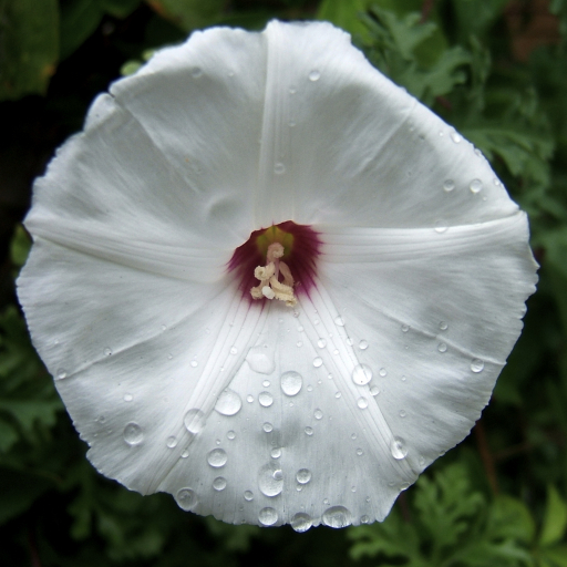 Alamo Vine (Distimake Dissectus) Plant Care & How to Grow, Water