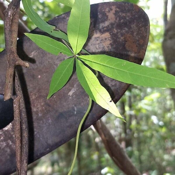 Distimake Macrocalyx Care Guide: Water, Soil & Propagation - Plantiary