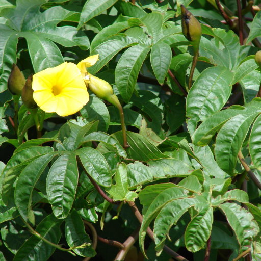 Spanish Arborvine (Distimake Tuberosus) Care Guide: Water, Soil ...