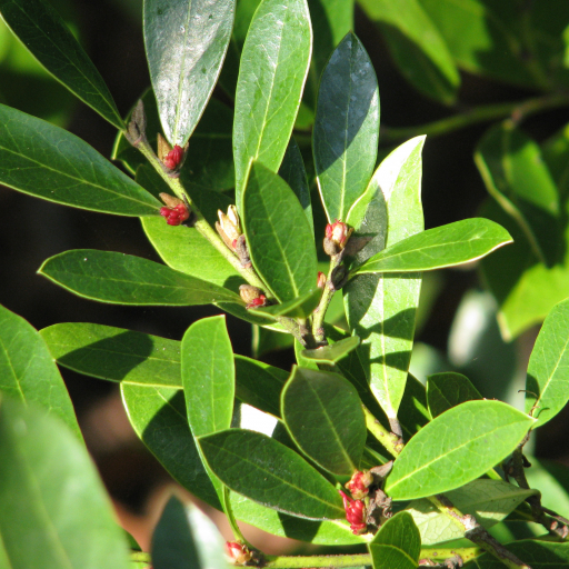 Blue Cascade (Distylium Myricoides) Plant Care & How to Grow, Water