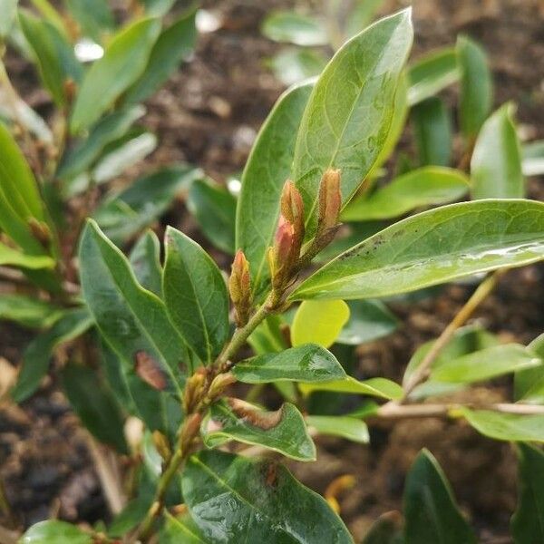 Isu Tree (Distylium Racemosum) Plant Care & How to Grow, Water