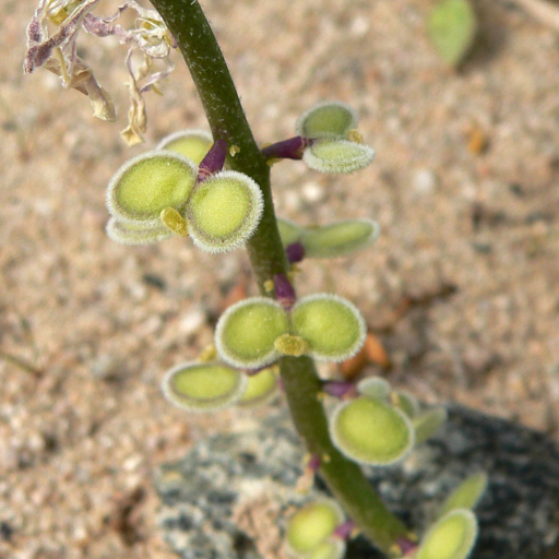 California Spectaclepod (Dithyrea Californica) Plant Care & How to Grow ...