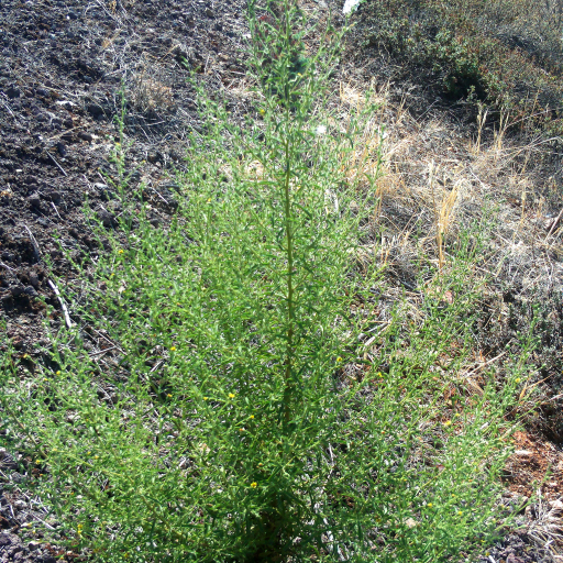 Stinkwort (Dittrichia Graveolens) Care Guide: Water, Soil & Propagation ...