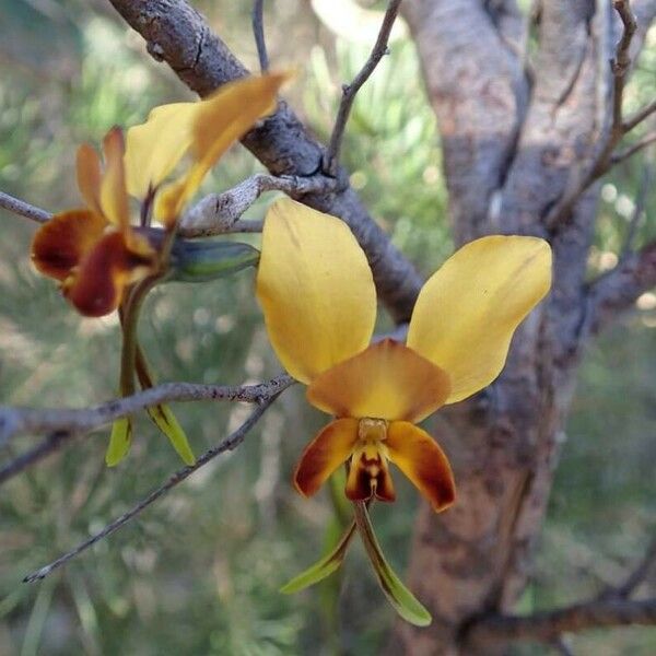 Tall Bee Orchid (Diuris Carinata) Care Guide: Water, Soil & Propagation ...