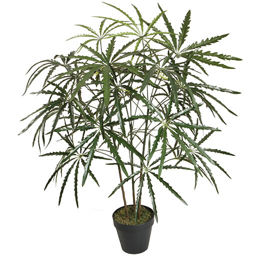 Dizygotheca Elegantissima Plant Care & How to Grow, Water