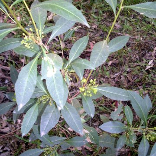 Common Hop Bush (Dodonaea Triquetra) Plant Care & How to Grow, Water