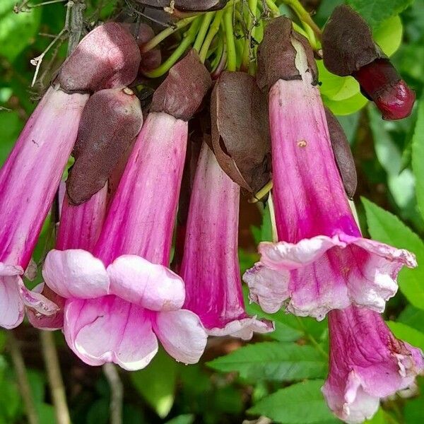 Dolichandra Chodatii Care Guide: Water, Soil & Propagation - Plantiary