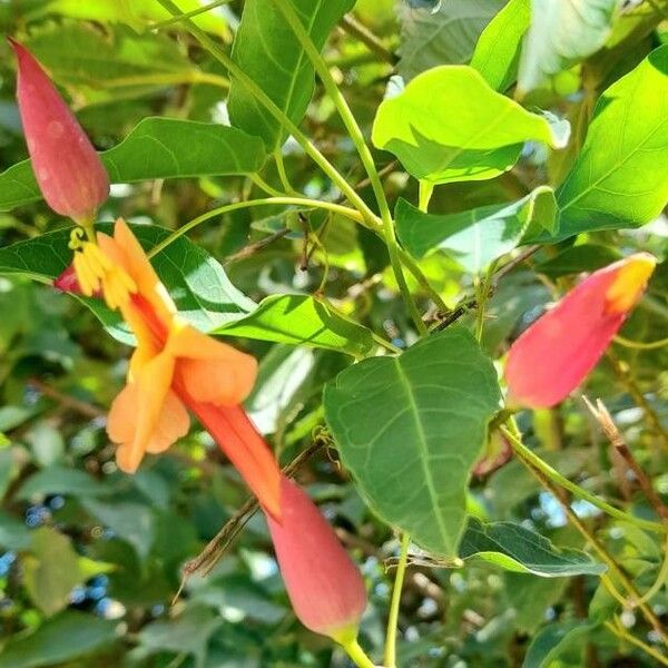 Dolichandra Cynanchoides Plant Care & How to Grow, Water