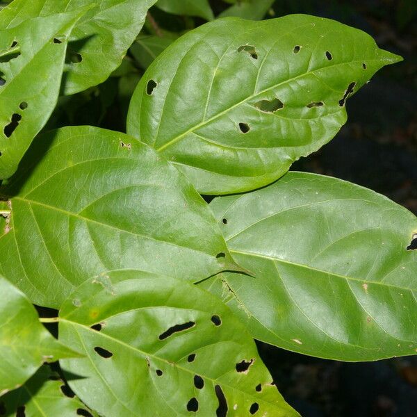 Dolichandra Quadrivalvis Plant Care & How to Grow, Water