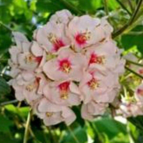 Dombeya Borraginea Plant Care & How to Grow, Water
