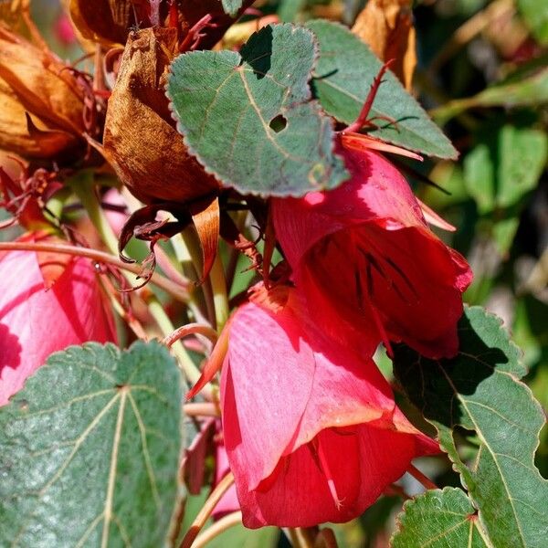 Dombeya Leiomacrantha Plant Care & How to Grow, Water