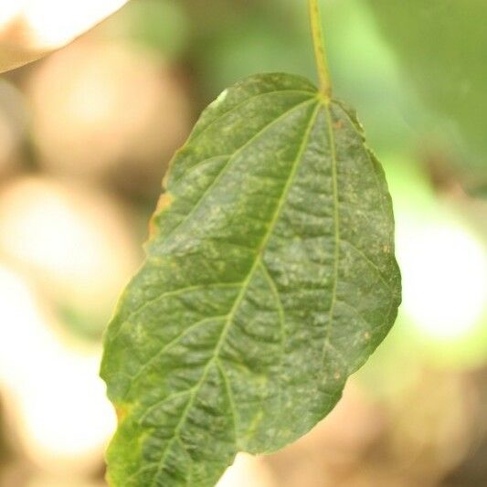 Dombeya Punctata Care Guide: Water, Soil & Propagation - Plantiary