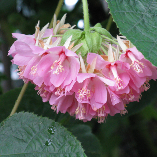 Pinkball (Dombeya Wallichii) Plant Care & How to Grow, Water