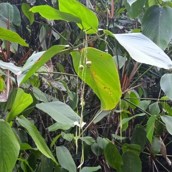 Common Donax (Donax Canniformis) Plant Care & How to Grow, Water