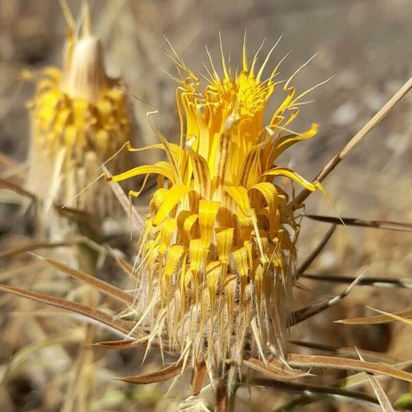 Doniophyton Anomalum Plant Care & How to Grow, Water