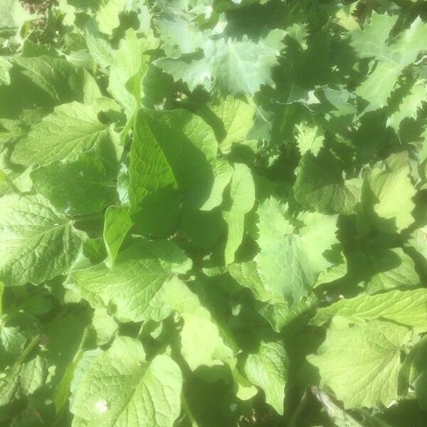 Austrian Leopard's-Bane (Doronicum Austriacum) Care Guide: Water, Soil ...