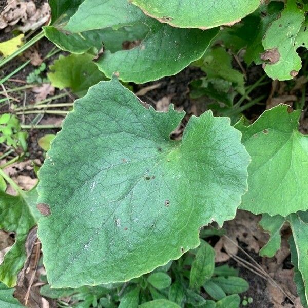 Eastern Leopard's-Bane (Doronicum Columnae) Plant Care & How to Grow, Water