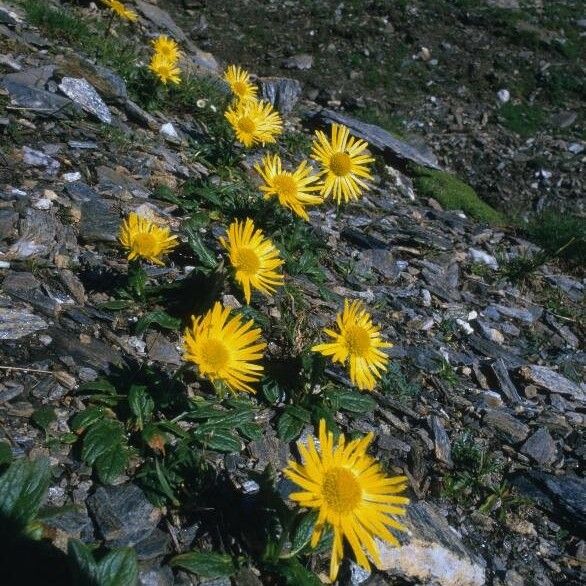 Glacier Leapordsbane (Doronicum Glaciale) Plant Care & How to Grow, Water