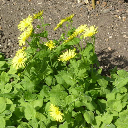 Great Leopard's-Bane (Doronicum Pardalianches) Plant Care & How to Grow ...