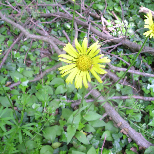 ain-Leaf Leopard's-Bane (Doronicum Plantagineum) Plant Care & How to ...