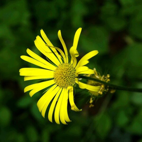 Doronicum X Excelsum Plant Care & How to Grow, Water