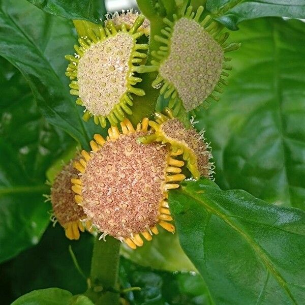 Dorstenia Convexa Care Guide: Water, Soil & Propagation - Plantiary