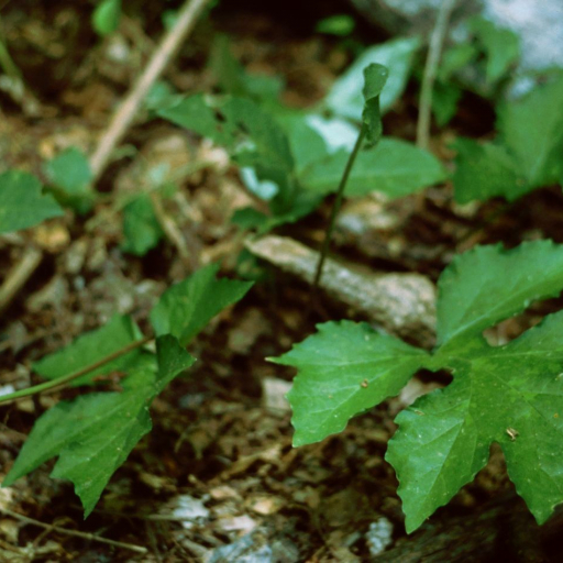 Dorstenia Drakena Care Guide: Water, Soil & Propagation - Plantiary