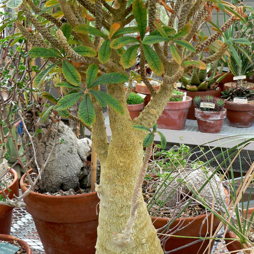 Socotran Fig Tree (Dorstenia Gigas) Plant Care & How to Grow, Water