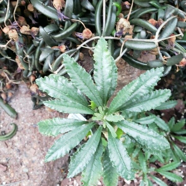 Dorstenia Lavrani Plant Care & How to Grow, Water