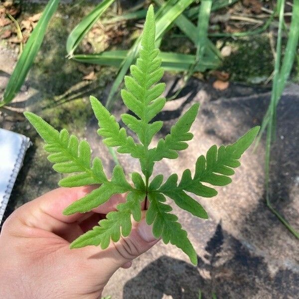 Geranium Fern (Doryopteris Concolor) Plant Care & How to Grow, Water