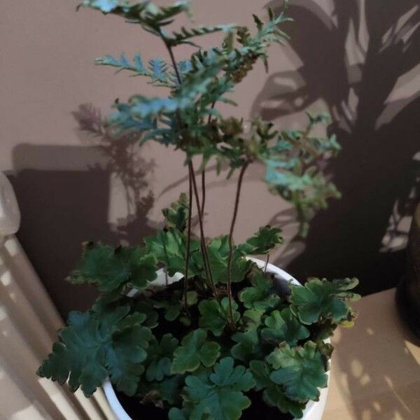 Doryopteris Cordifolia Plant Care & How to Grow, Water