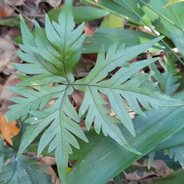 Doryopteris Pentagona Plant Care & How to Grow, Water