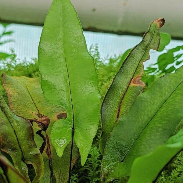 Doryopteris Sagittifolia Plant Care & How to Grow, Water