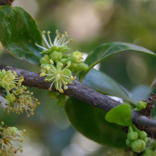 Kei-Apple (Dovyalis Caffra) Plant Care & How to Grow, Water