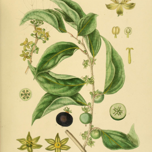 Ceylon-Gooseberry (Dovyalis Hebecarpa) Plant Care & How to Grow, Water