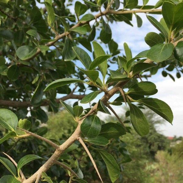 Wilde Apricot (Dovyalis Zeyheri) Plant Care & How to Grow, Water