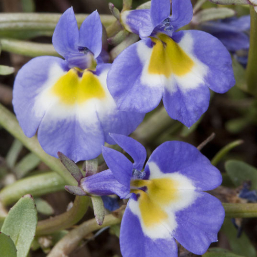 Hoover's Calico-Flower (Downingia Bella) Plant Care & How to Grow, Water