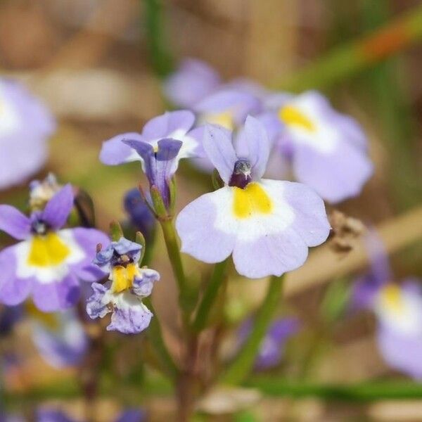 Toothed Calico-Flower (Downingia Cuspidata) Plant Care & How to Grow, Water