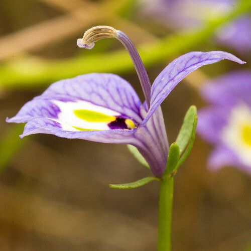 Harlequin Calicoflower (Downingia Insignis) Plant Care & How to Grow, Water