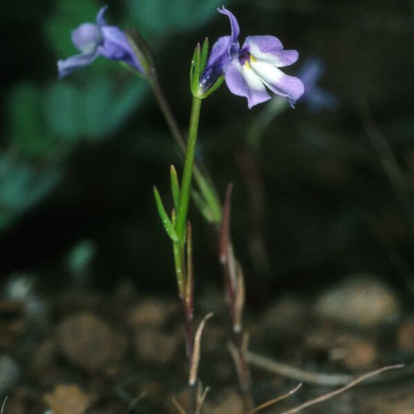 Sierra Calicoflower (Downingia Montana) Plant Care & How to Grow, Water