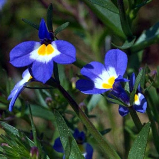 Willamette Calico-Flower (Downingia Yina) Plant Care & How to Grow, Water