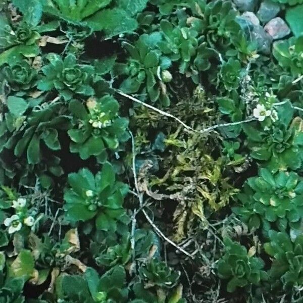 Alpine Whitlow-Grass (Draba Alpina) Care Guide: Water, Soil ...