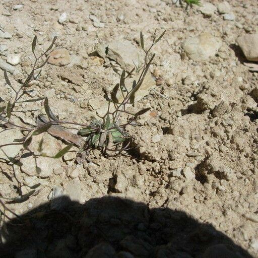 Snowbed Draba (Draba Crassifolia) Care Guide: Water, Soil & Propagation ...